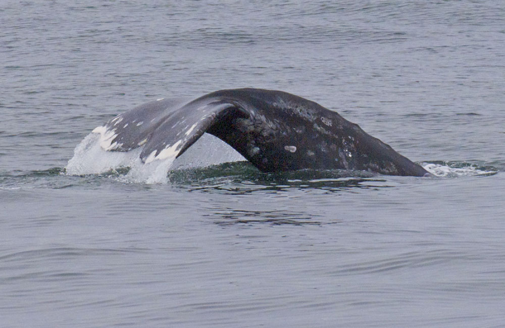 Speed reduction trial proves win-win for whales, clean air | The Log