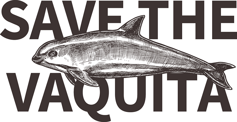 Vaquita Porpoises Could Beat Extinction if Illegal Fishing Ends | The Log