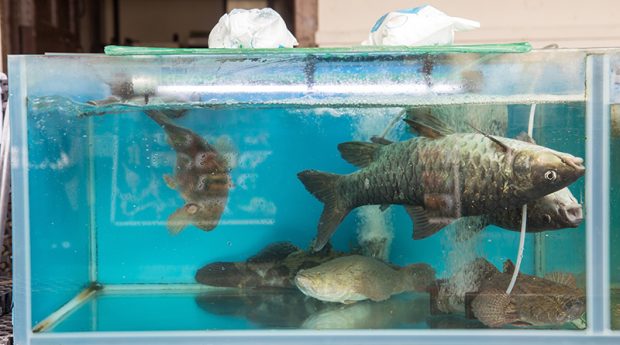 Fish Get Sick Too— But Should Anglers be Concerned? – The Log